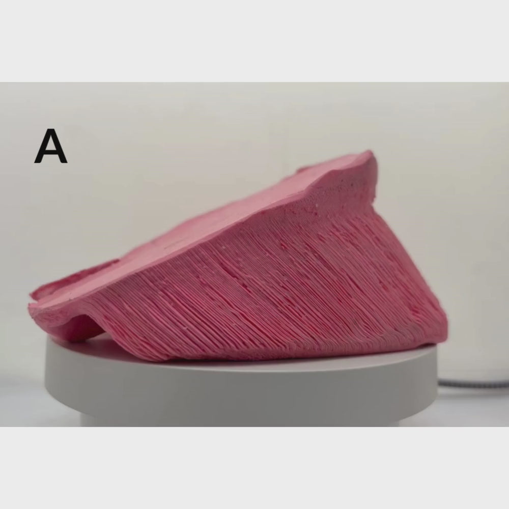 Silicon Mold of Equine Hoof by Dr. Christoph von Horst – Daisy Haven ...